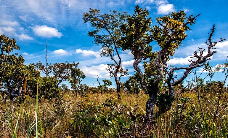 Blog - Saiba mais sobre o Cerrado - Parte I